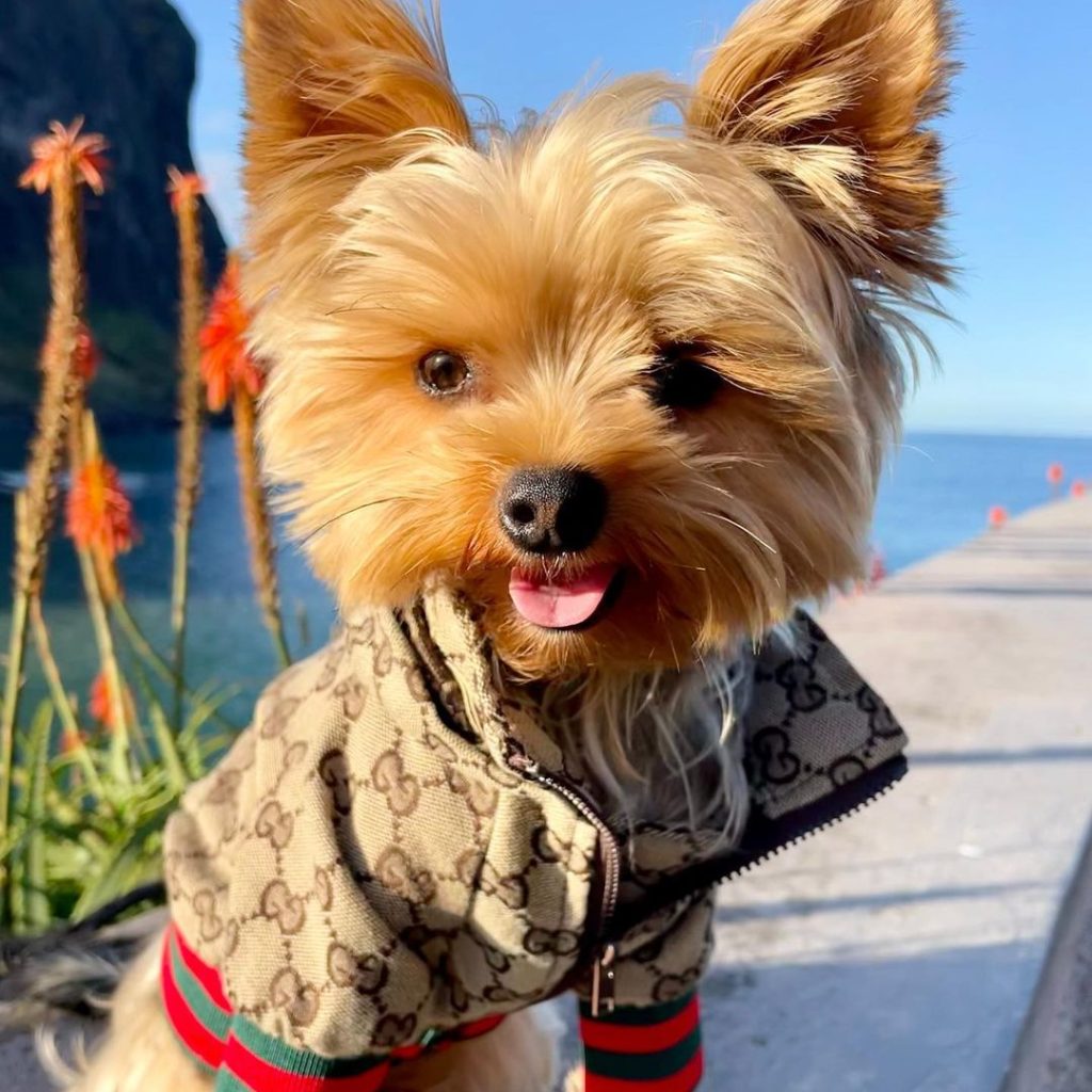 Pawda Yorkie Vest: Warmth, Style & Protection for Your Pet