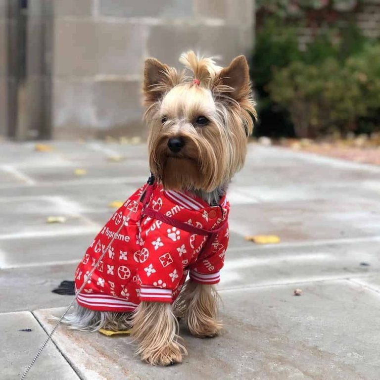 Red Paw Yorkshire Terrier Jacket • Yorkies Gram
