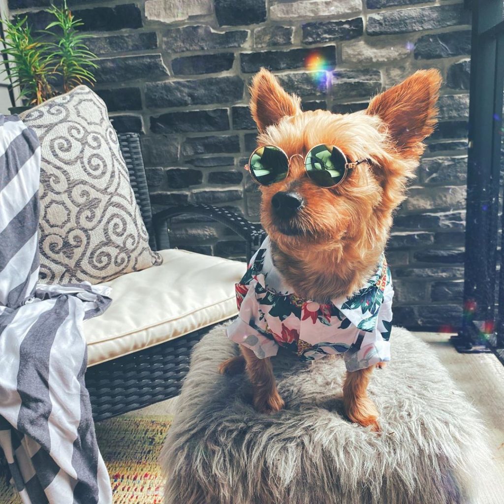 Yorkies Gram® Hawaiian Shirts • Yorkies Gram - yorkie shirt