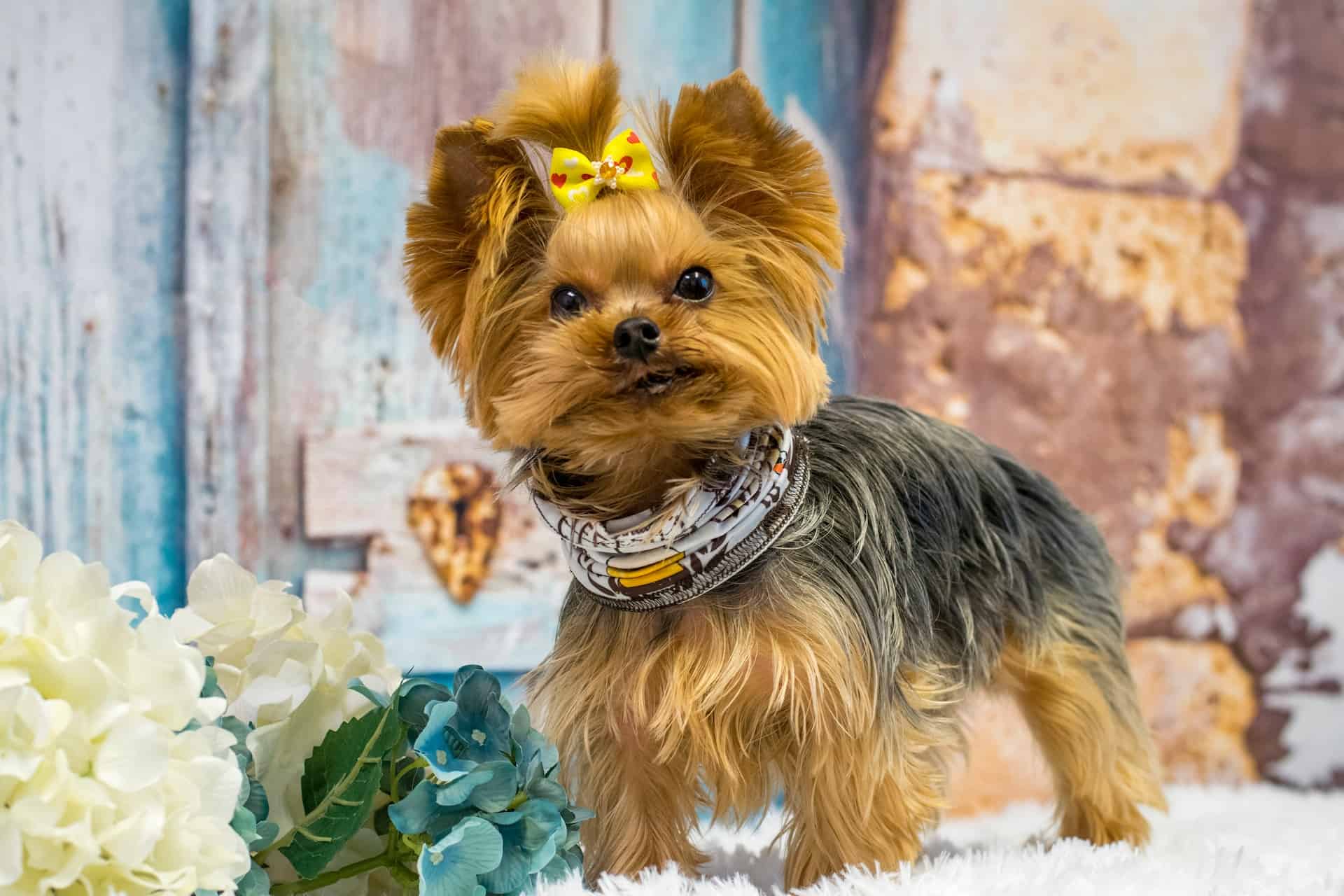 Yorkies Characteristics: All You Need to Know • Yorkies Gram