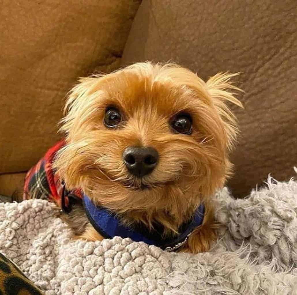 8 Things Yorkies Like to Do for Fun • Yorkies Gram