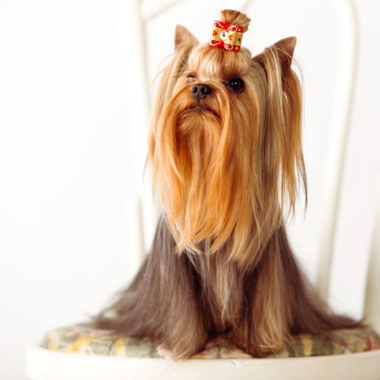 8 Different Types of Yorkies You Need To Know Right Now