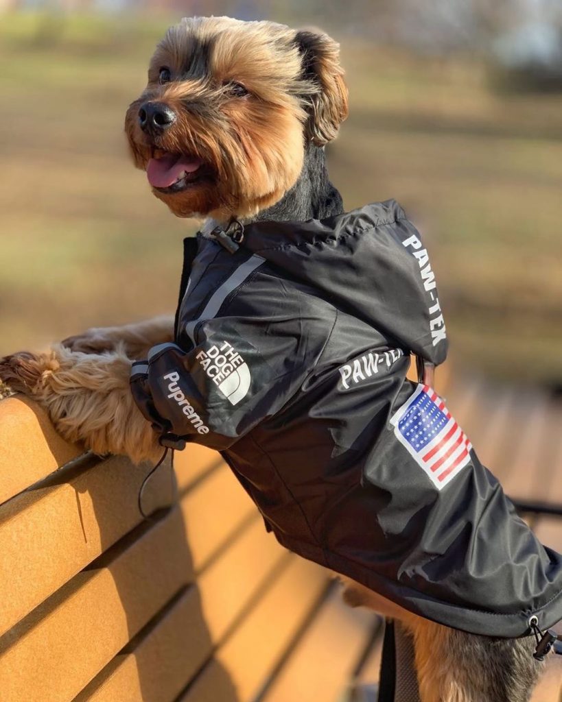 10 Best Yorkie Winter Jackets & Winter Coats To Stay Warm