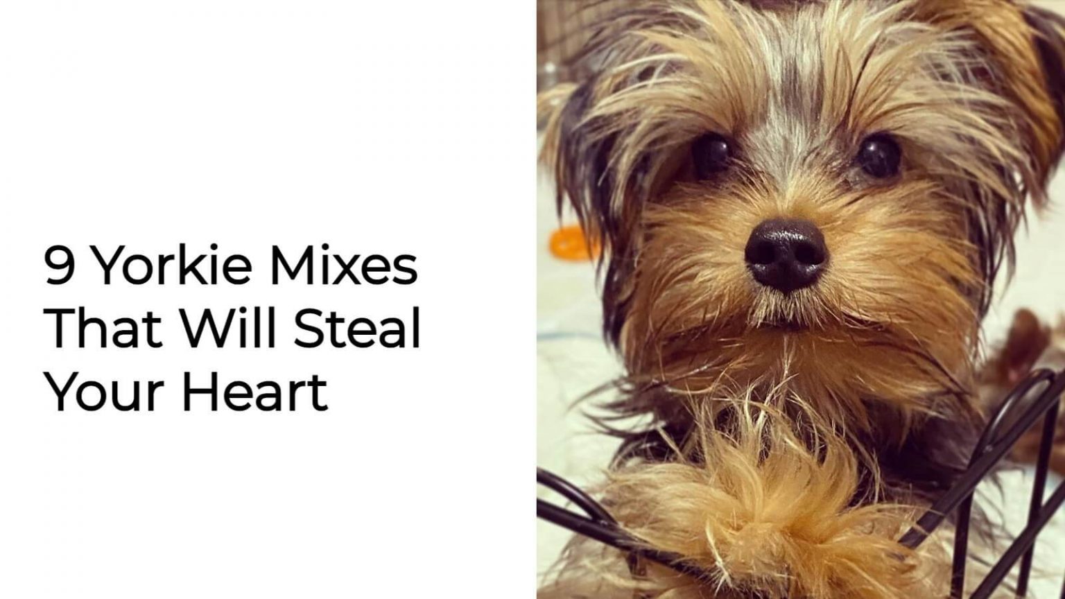 9 Yorkie Mixes That Will Steal Your Heart • Yorkies Gram