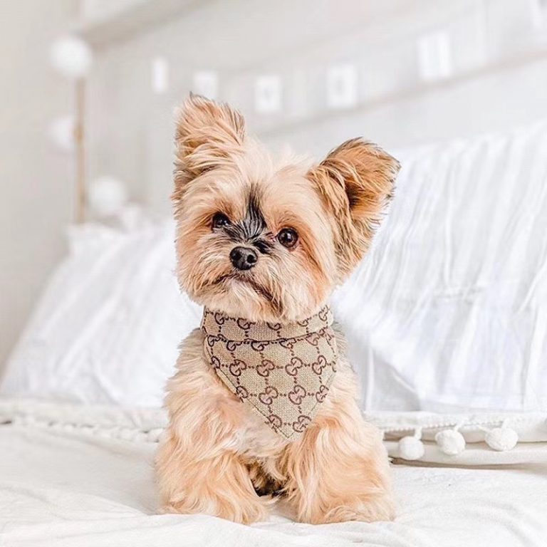 Air Jordans For Dogs: Swoosh Dog Shoes for Yorkshire Terriers