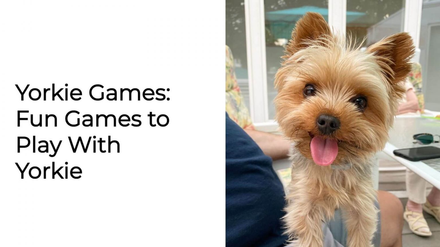 Yorkie Games: Fun Games to Play With Yorkie • Yorkies Gram