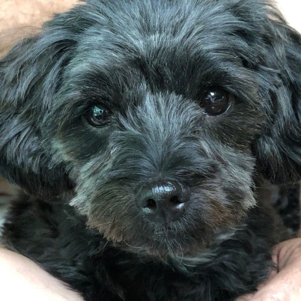 8 Different Types of Yorkies You Need To Know Right Now