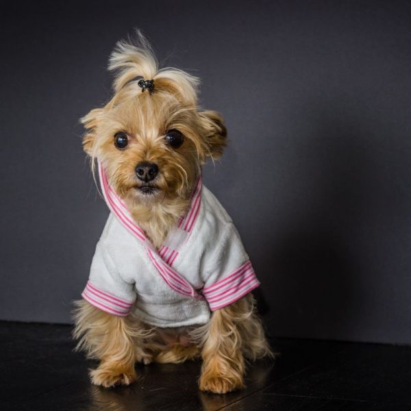 8 Different Types of Yorkies You Need To Know Right Now