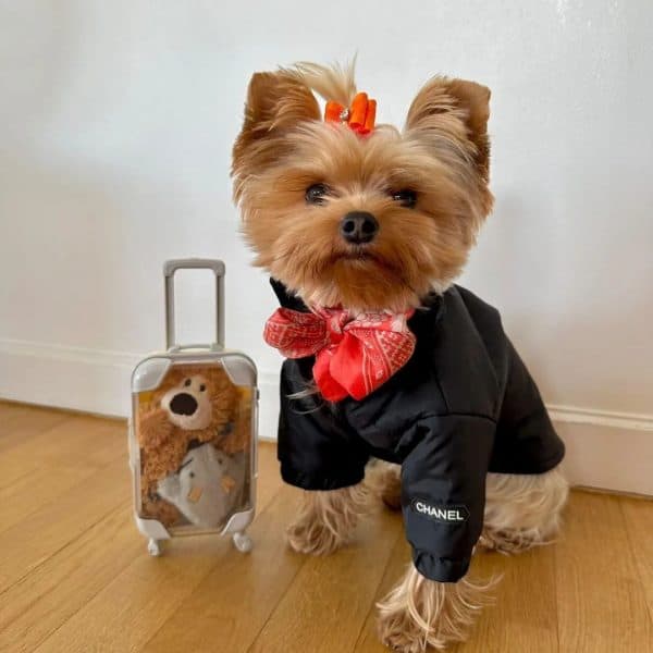 10 Best Yorkie Winter Jackets & Winter Coats To Stay Warm