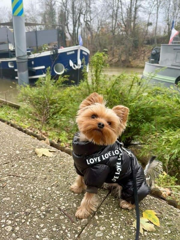10 Best Yorkie Winter Jackets & Winter Coats To Stay Warm
