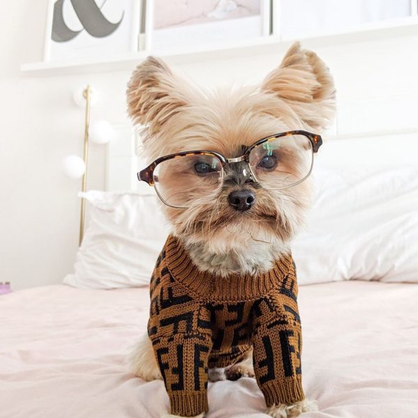 Yorkies Gram : Yorkshire Terrier Harnesses, Clothes..