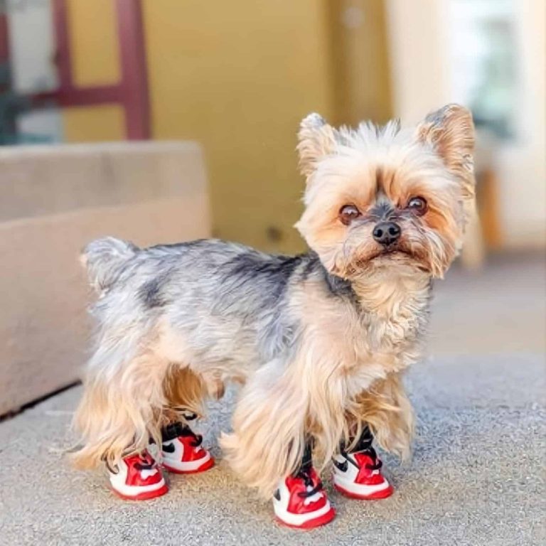 Yorkie Dog Jordans: Give Your Dog The Ultimate Paw Protection
