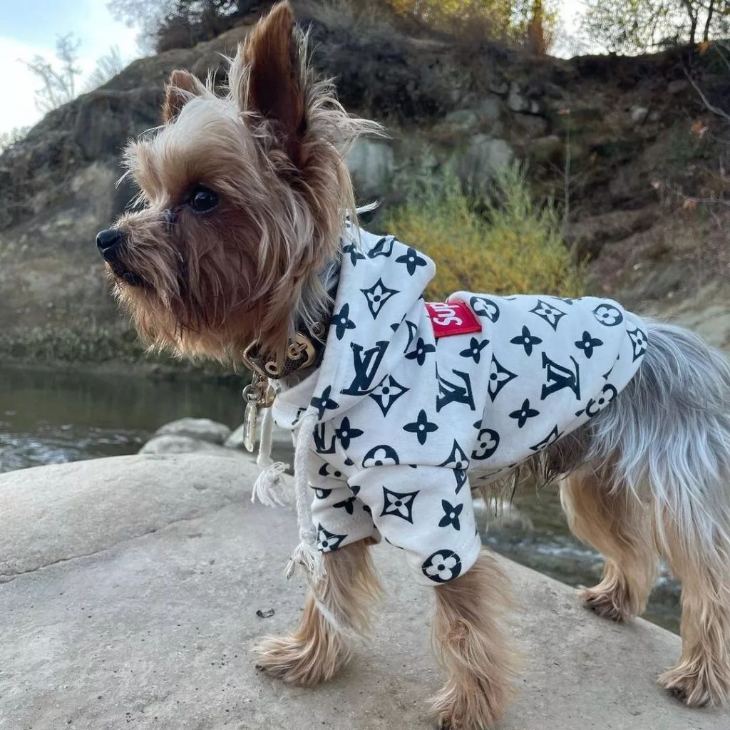 Red Paw Yorkshire Terrier Jacket • Yorkies Gram