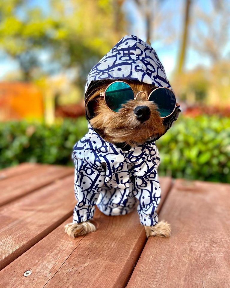 Teacup Yorkie Clothes: Premium Dog Clothing for Teacup Yorkies