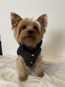 Monck Yorkie Vest Jacket: Warmth & Style For Your Furry Friend
