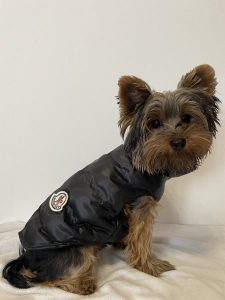 Monck Yorkie Vest Jacket: Warmth & Style For Your Furry Friend