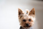 8 Different Types of Yorkies You Need To Know Right Now