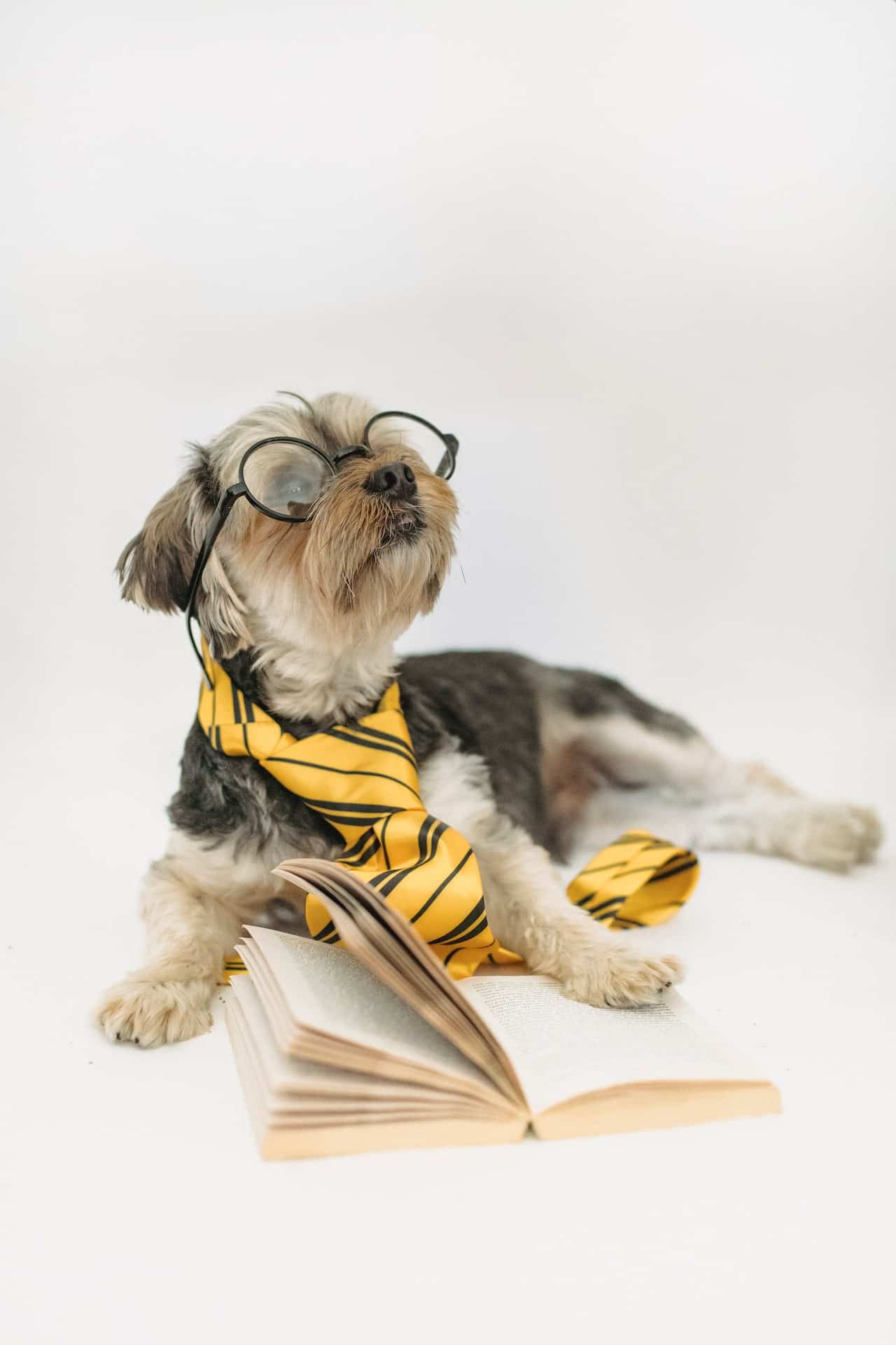 Do Yorkies Need to Wear Clothes? Top 4 Reasons When to Do It