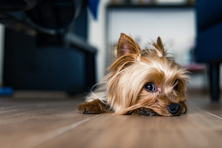 Rare Yorkie Colors: Exotic and Unusual Yorkie Coat Variations