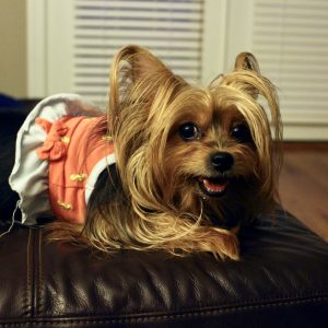 Rare Yorkie Colors: Exotic and Unusual Yorkie Coat Variations