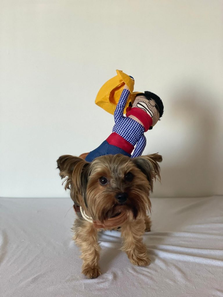 Cowboy Yorkie Halloween Costume: Wrangle Up Halloween Fun