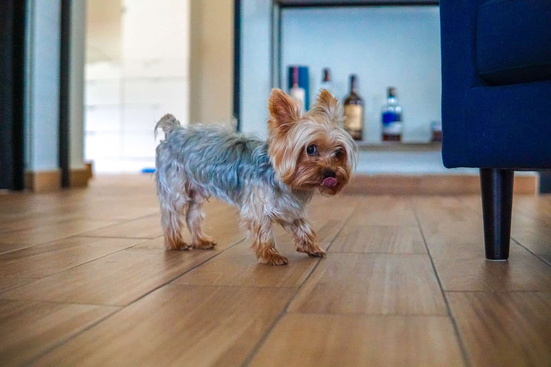 Yorkie Shoes: How To Choose The Right Gear? • Yorkies Gram