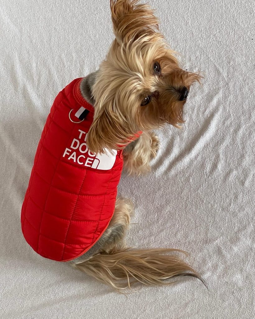 Dog Face Yorkie Vest Jacket: Warm Yorkie Vest For The Winter