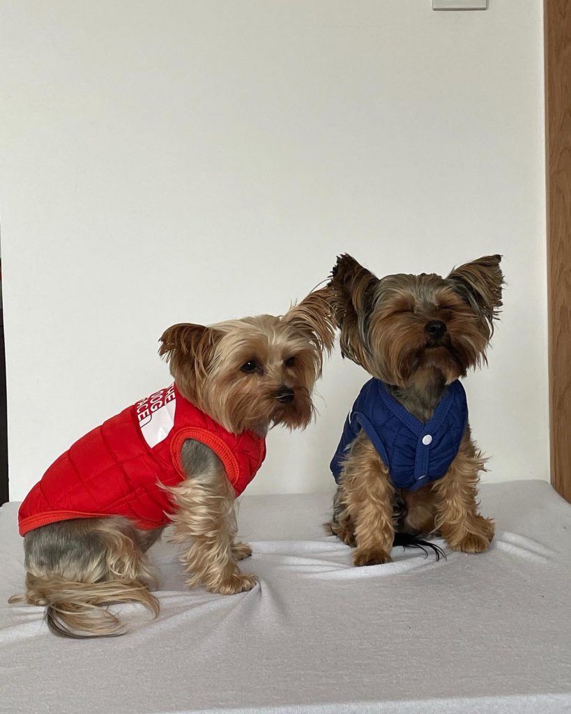 Dog Face Yorkie Vest Jacket: Warm Yorkie Vest For The Winter