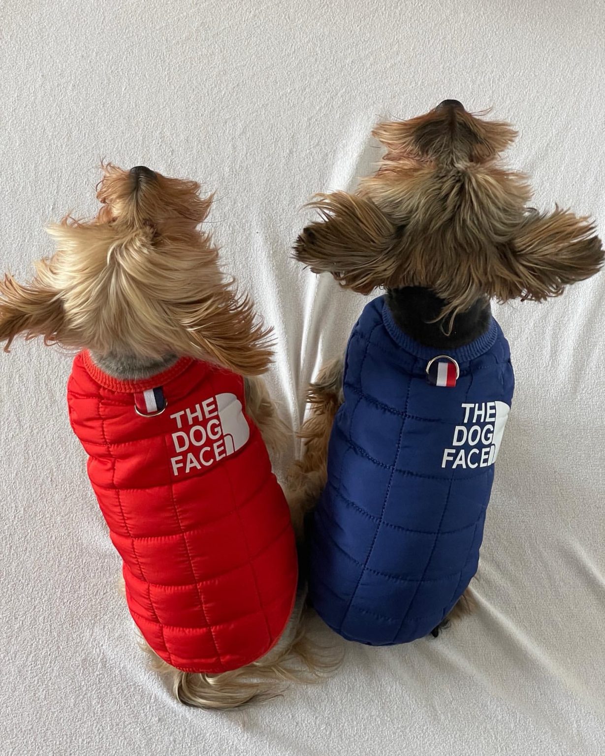 Dog Face Yorkie Vest Jacket: Warm Yorkie Vest For The Winter