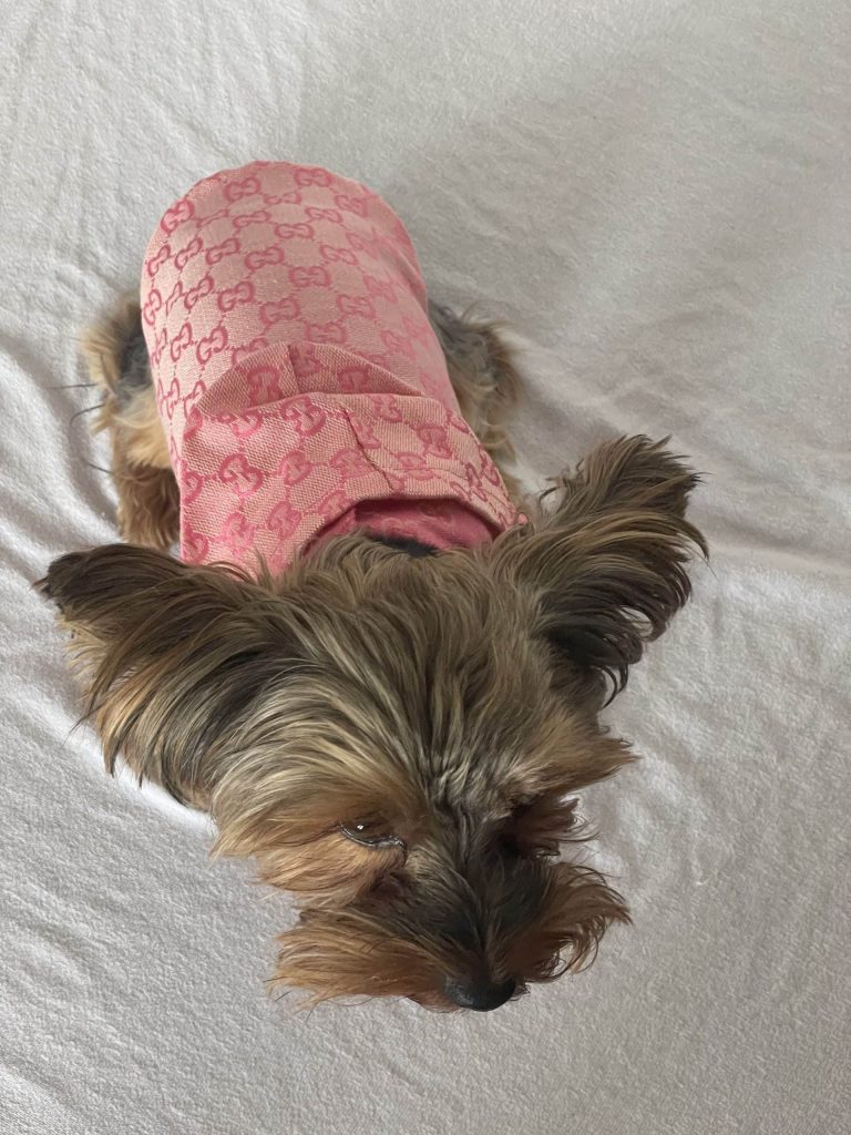 Pink GG Yorkie Jacket: Luxurious Dog Jackets For Staying Warm