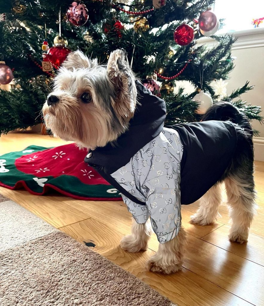 Designer GG Yorkie Luxury Jacket: Gucci Inspired Dog Jacket