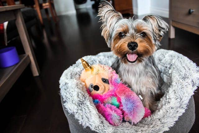 How To Choose The Best Yorkie Car Seats? Top 4 Picks • Yorkies Gram