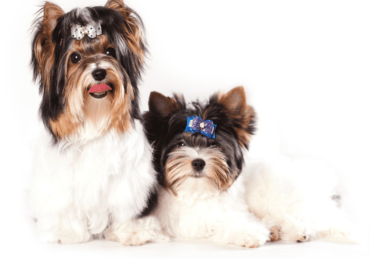 Biewer Yorkies: Top 7 Things To Know About Them Before Buying• Yorkies Gram