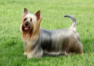 Yorkshire Terrier Tail: Everything You Need To Know About It