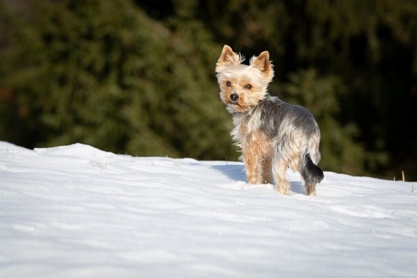 Yorkshire Terrier Tail: Everything You Need To Know About It