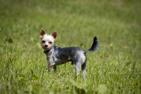 Yorkshire Terrier Tail: Everything You Need To Know About It