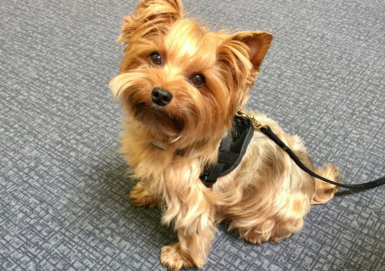 Yorkshire Terrier Colors: From Standard to Rare Ones