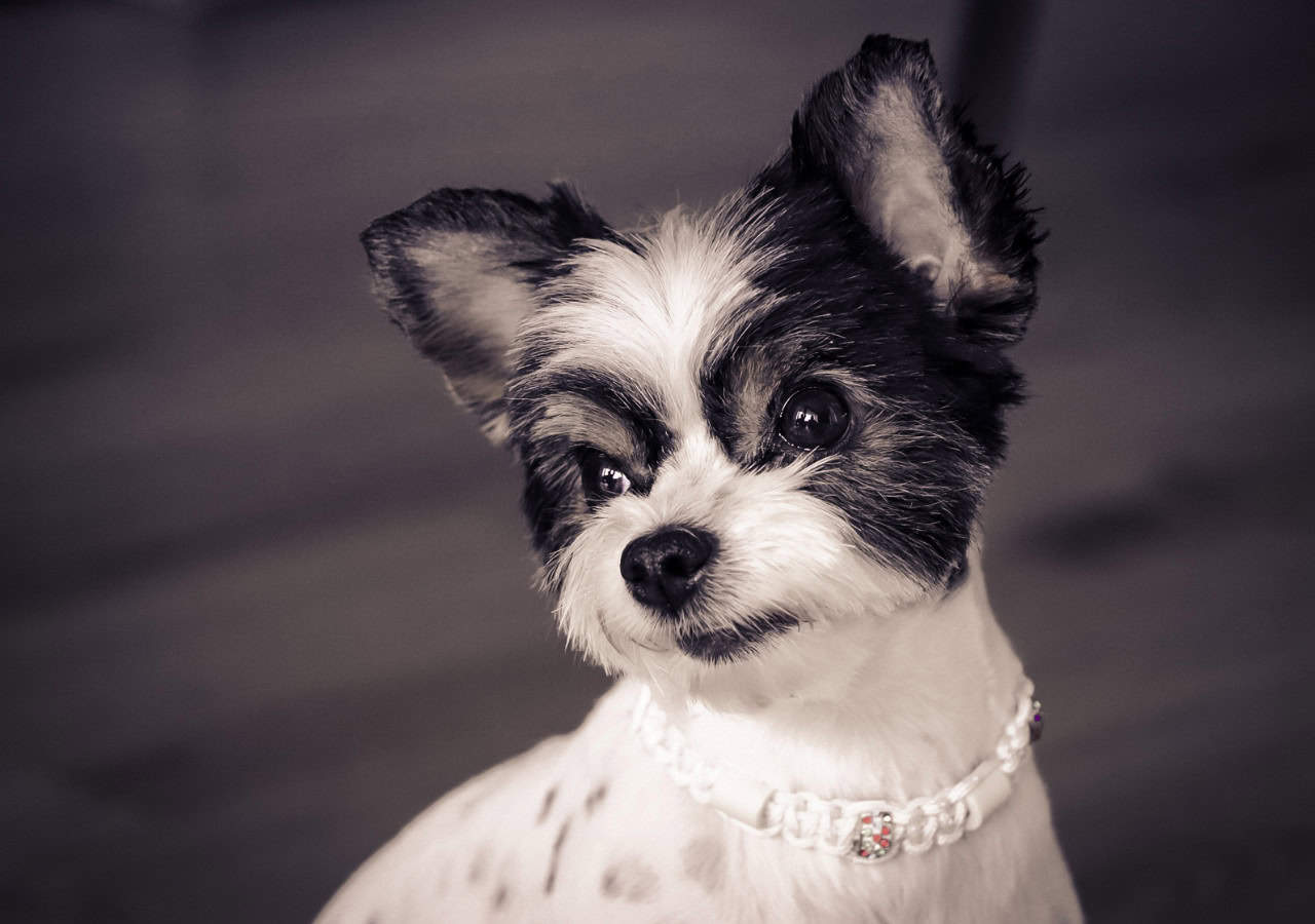 All You Need to Know About Parti Yorkies & More • Yorkies Gram