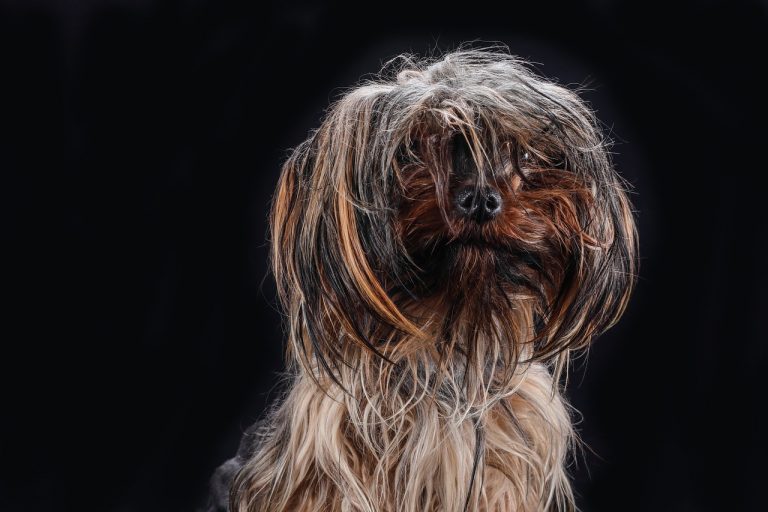 Why Is My Yorkie Losing Hair? 7 Reasons and Best Treatment