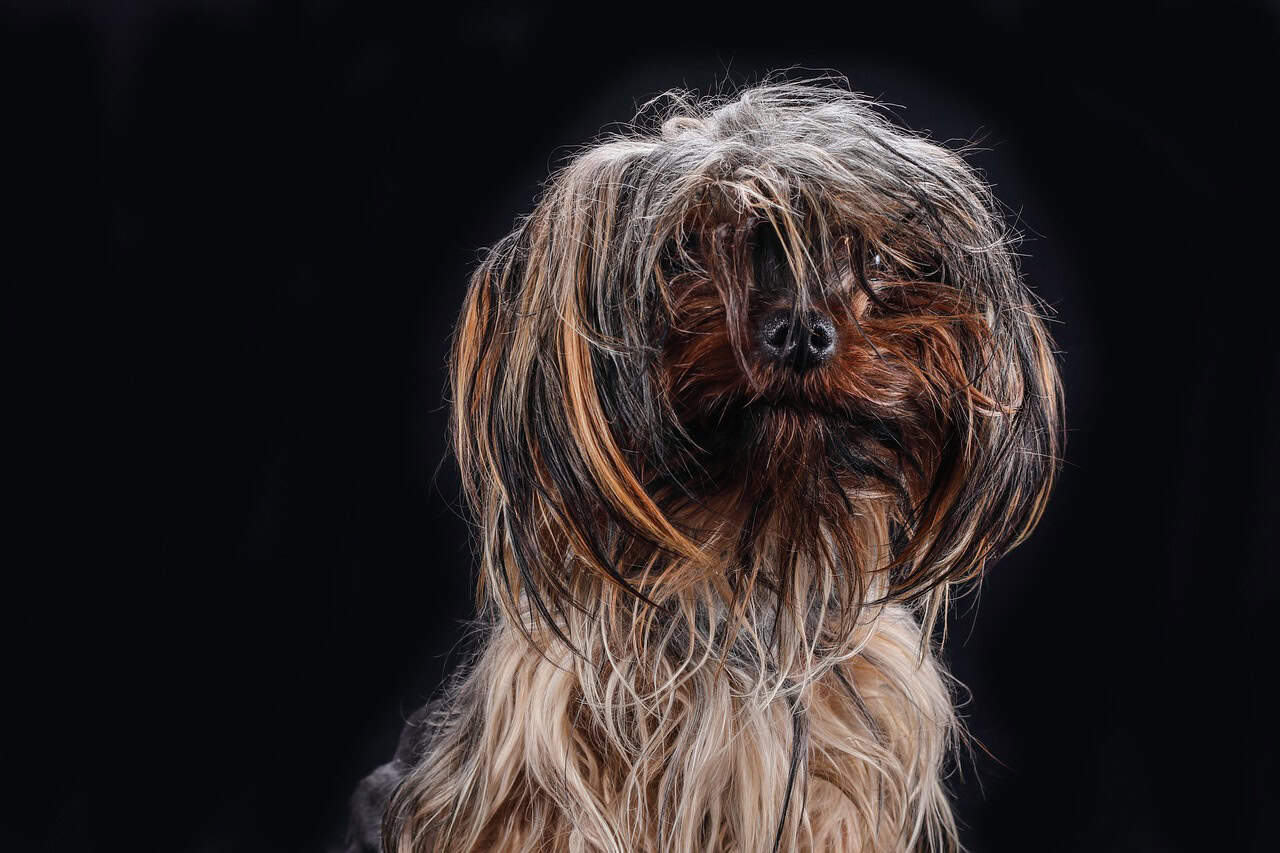 Why Is My Yorkie Losing Hair? 7 Reasons and Best Treatment