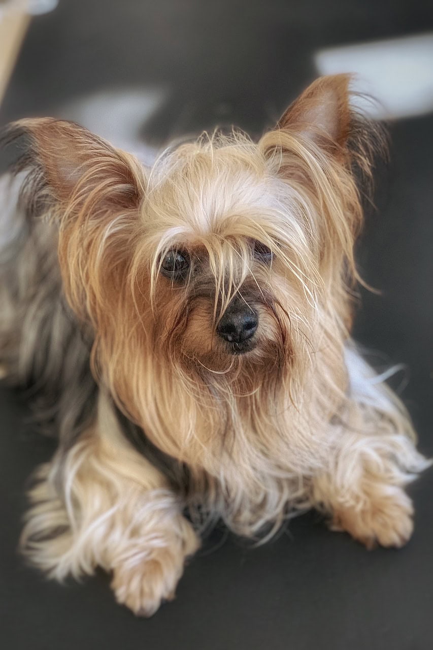 Why Is My Yorkie Losing Hair? 7 Reasons and Best Treatment