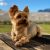 Yorkie Tracheal Collapse: Reasons and 6 Best Treatment Options