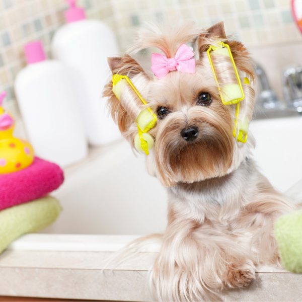 Your Guide To Yorkie Skin Problems • Yorkies Gram