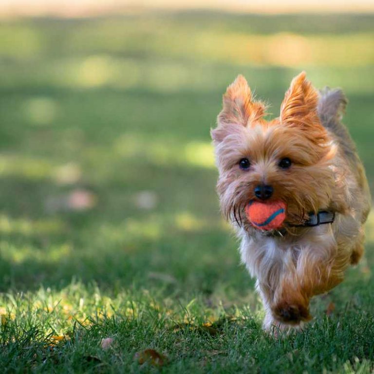 Luxating Patella in Yorkies: 4 Common Reasons and Treatment