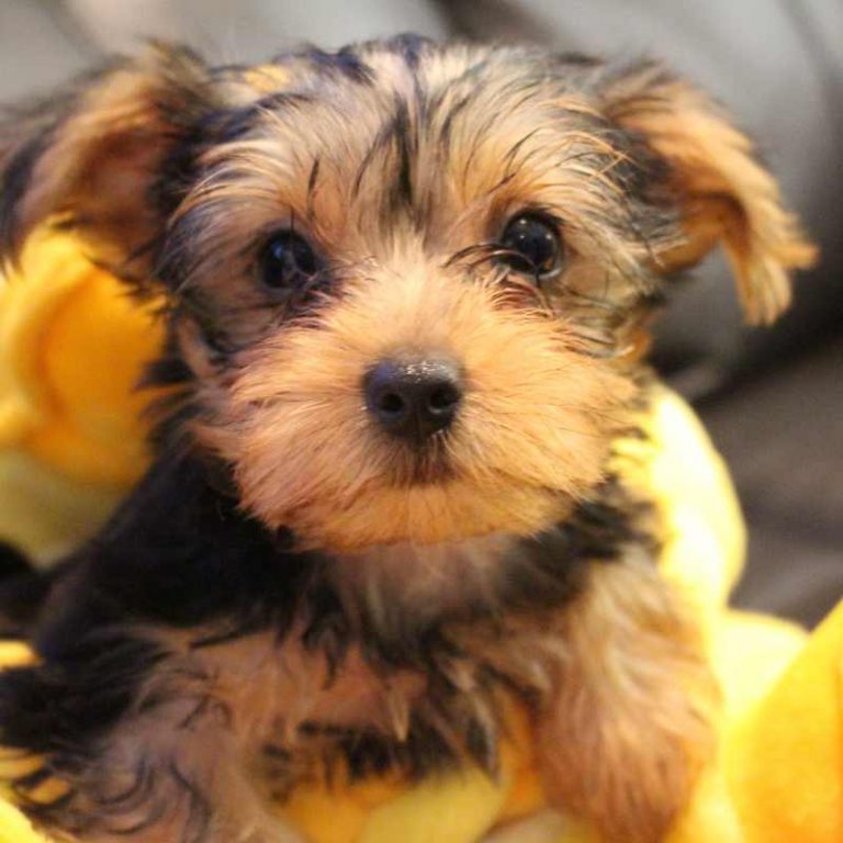 Luxating Patella in Yorkies: 4 Common Reasons and Treatment