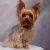 Yorkie Tracheal Collapse: Reasons and 6 Best Treatment Options