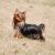 Yorkie Tracheal Collapse: Reasons and 6 Best Treatment Options