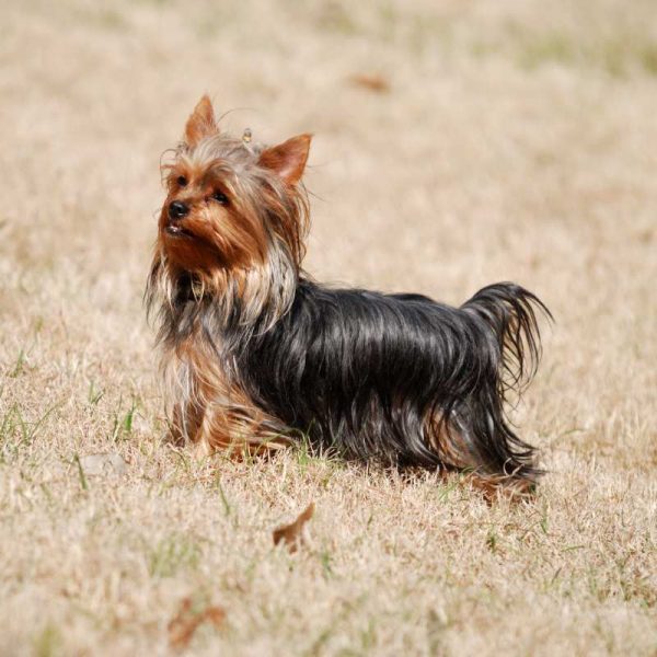 Yorkie Tracheal Collapse: Reasons and 6 Best Treatment Options