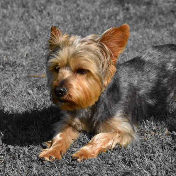 What Are 3 Most Common Yorkie Knee Problems? Things To Know