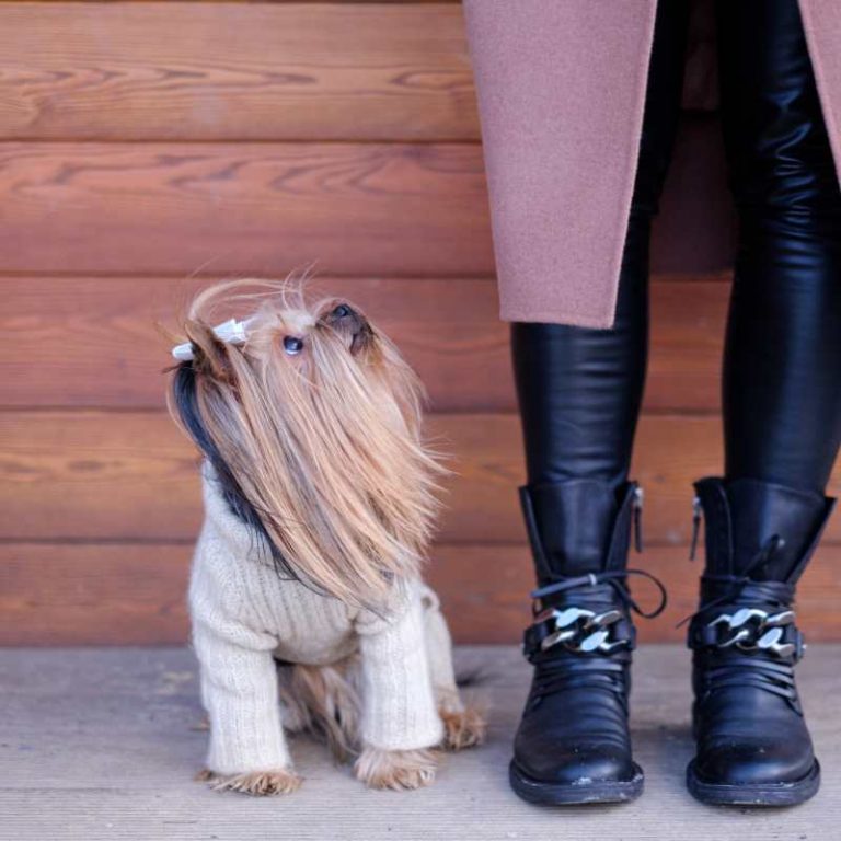 Yorkies Gram : Yorkshire Terrier Harnesses, Clothes..